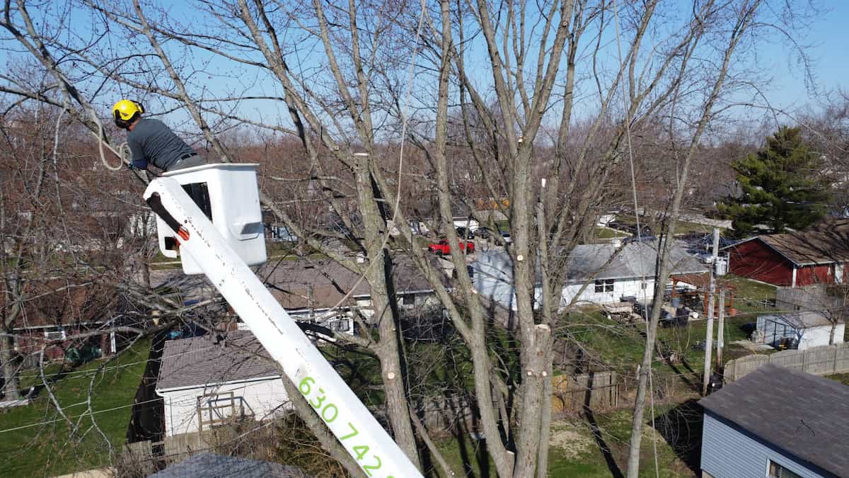 Residential Tree Services – NIC Tree Servics