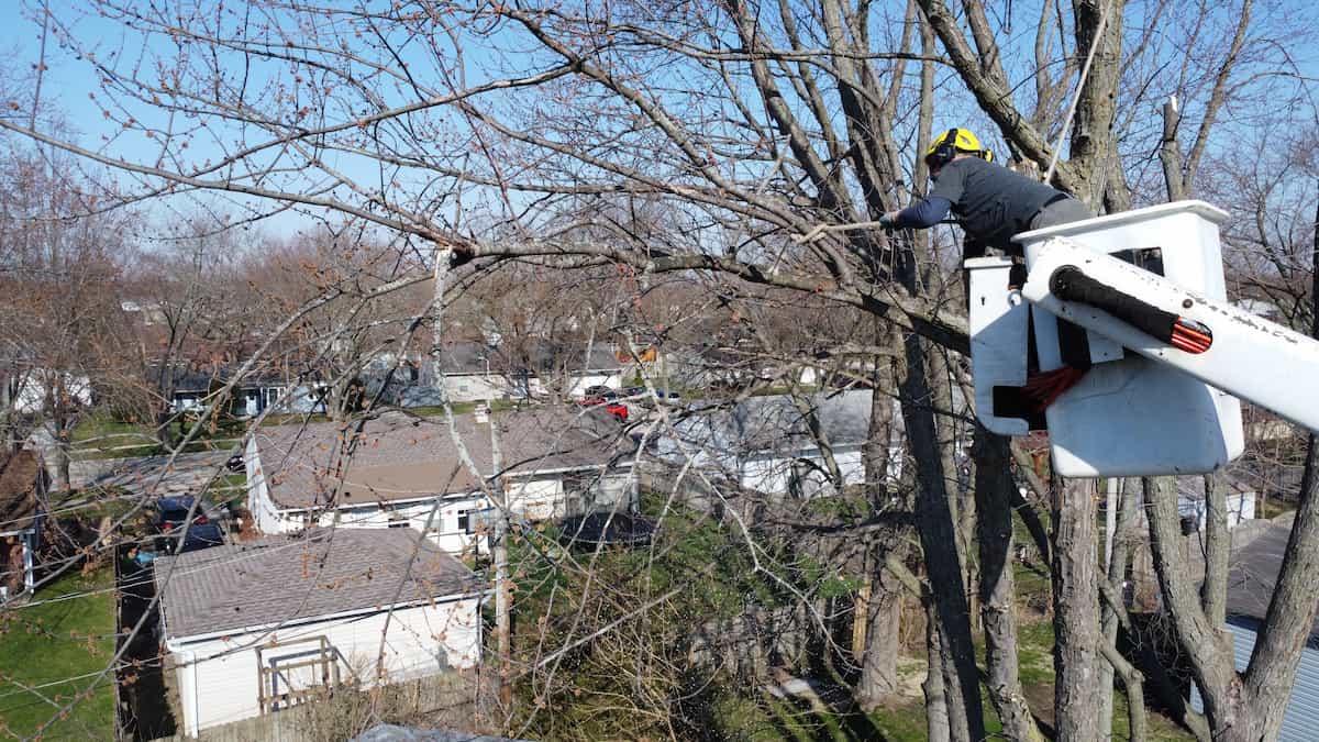 Tree Cabling – NIC Tree Servics